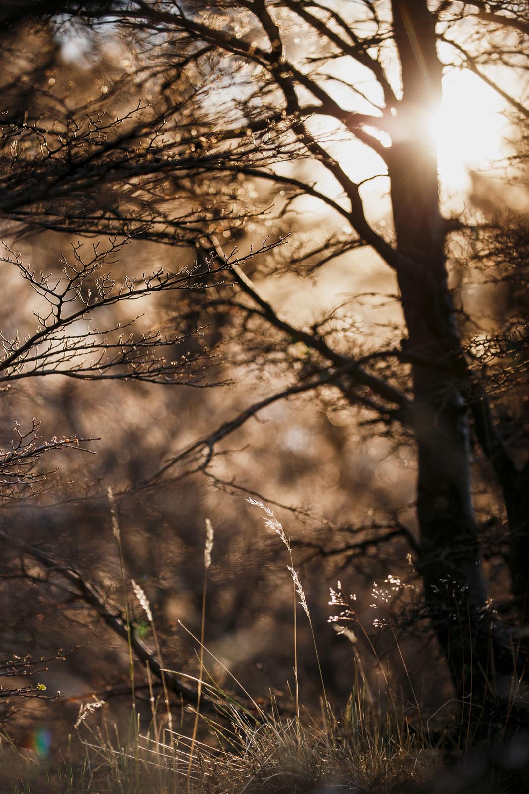 Tirage photo de forêt au crépuscule